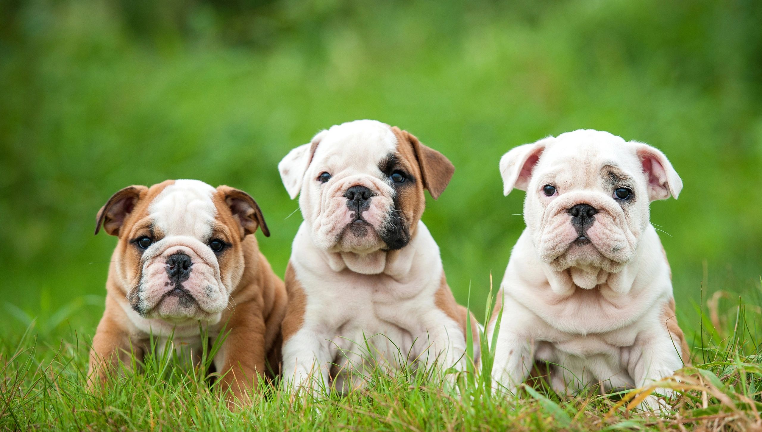Available Bulldogs