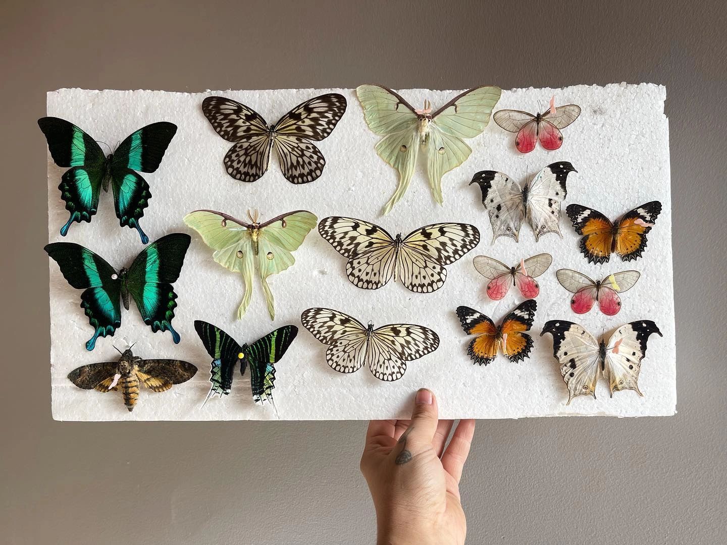 Mounting Insects- Step 1 Relaxing Chamber