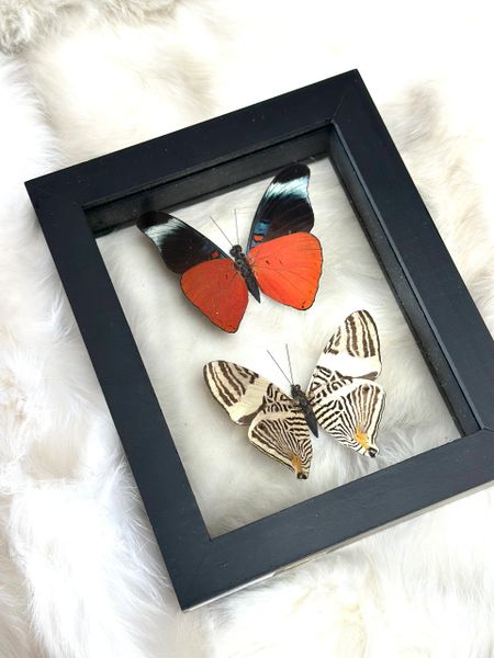 Butterfly Specimen Frames