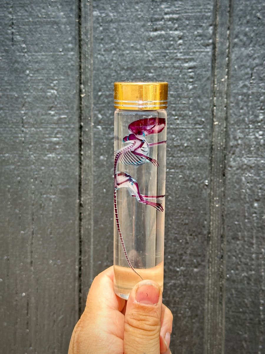 Adult Mice diaphonization