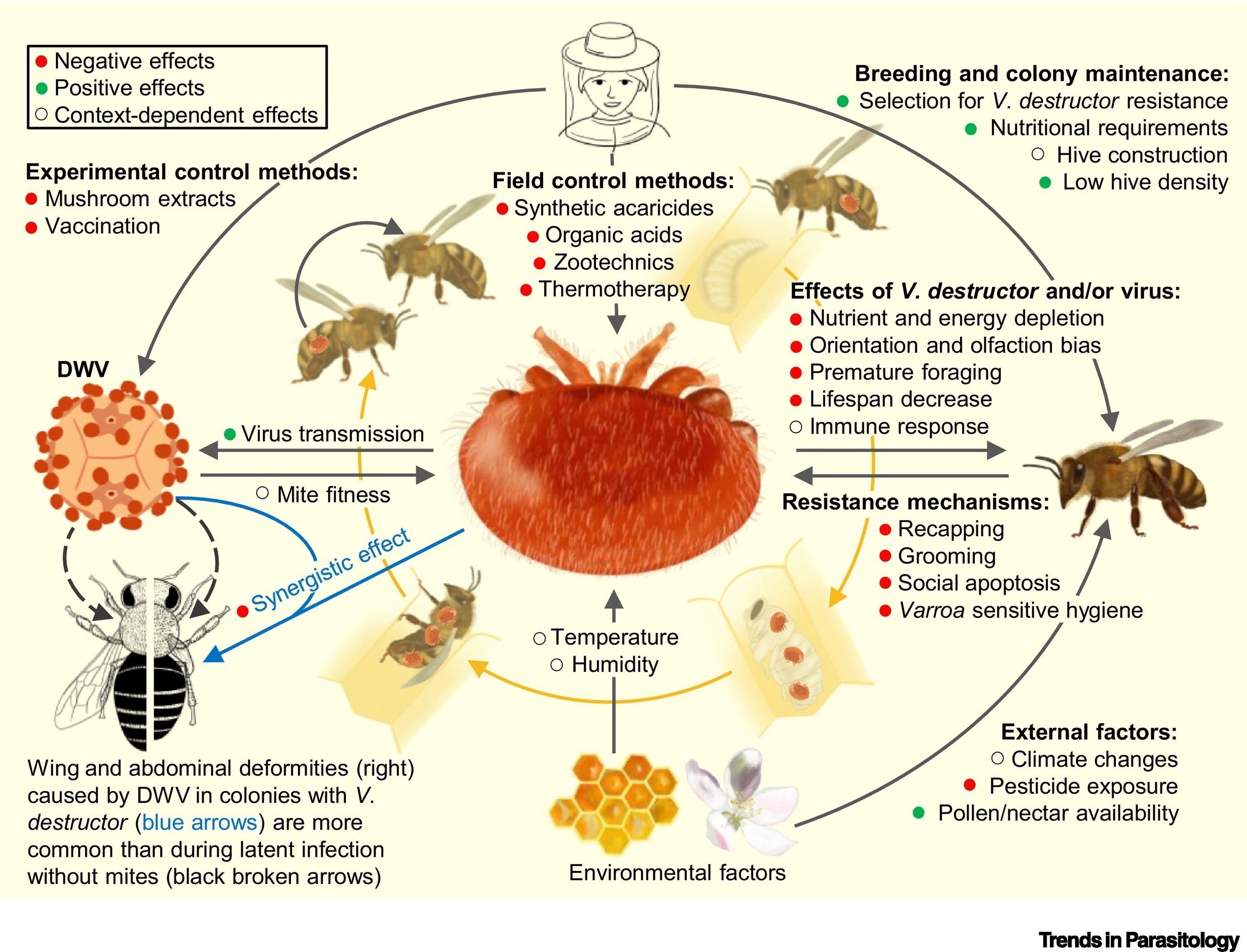 Understanding and Treating Honey Bee Mites: A Guide for Beekeeper