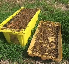 5 Frame Nuc of Bees