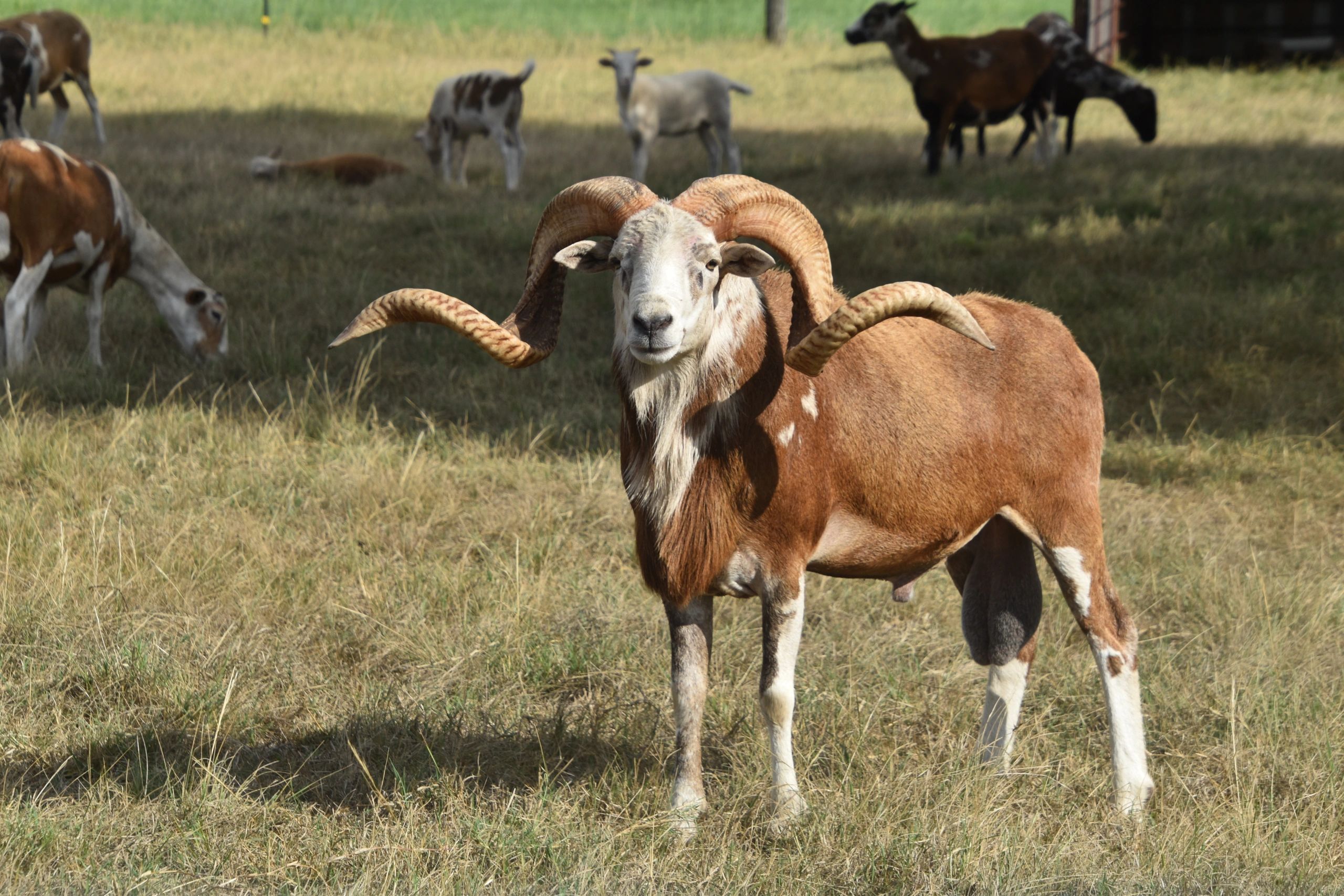 R&J's Painted Desert Sheep - Painted Desert Sheep, Agriculture