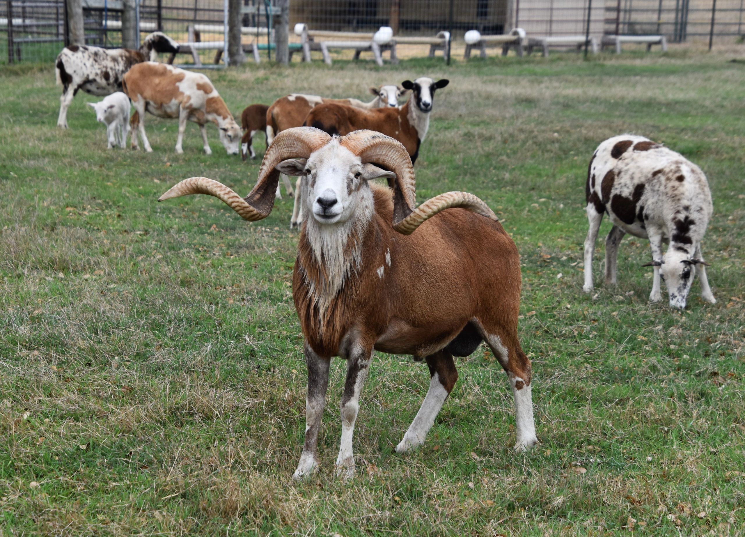 R&J's Painted Desert Sheep - Painted Desert Sheep, Agriculture