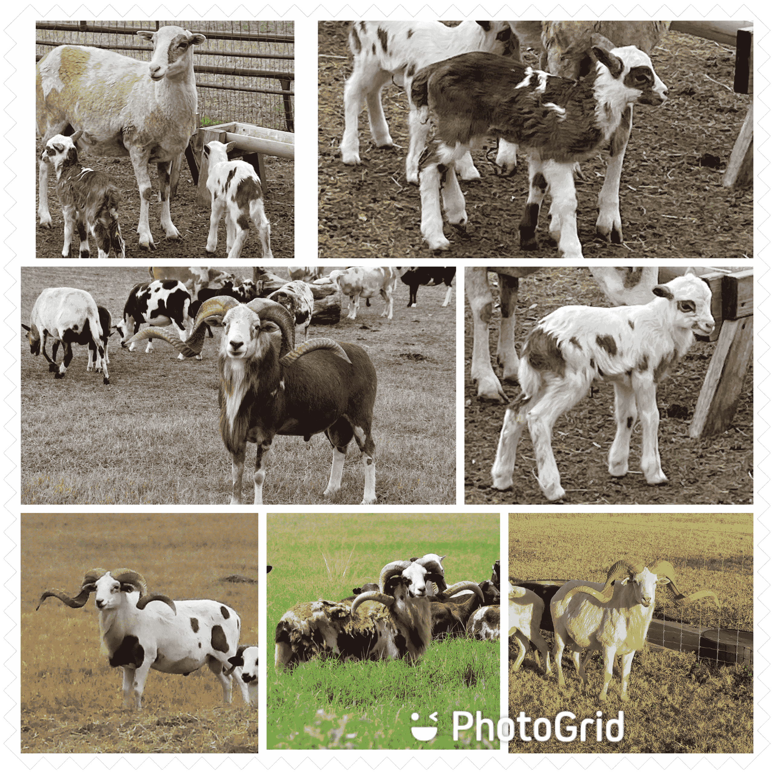 Sheep For Sale | R&J's Painted Desert Sheep