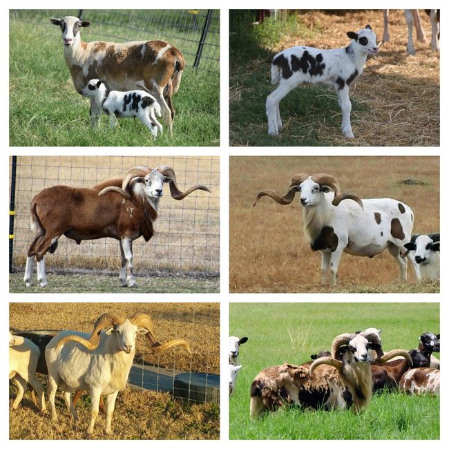 Sheep For Sale | R&J's Painted Desert Sheep