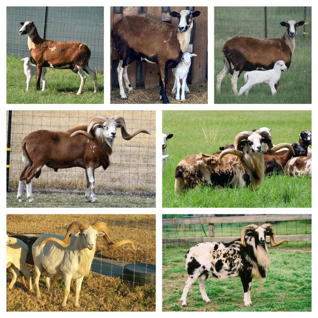 Sheep For Sale | R&J's Painted Desert Sheep