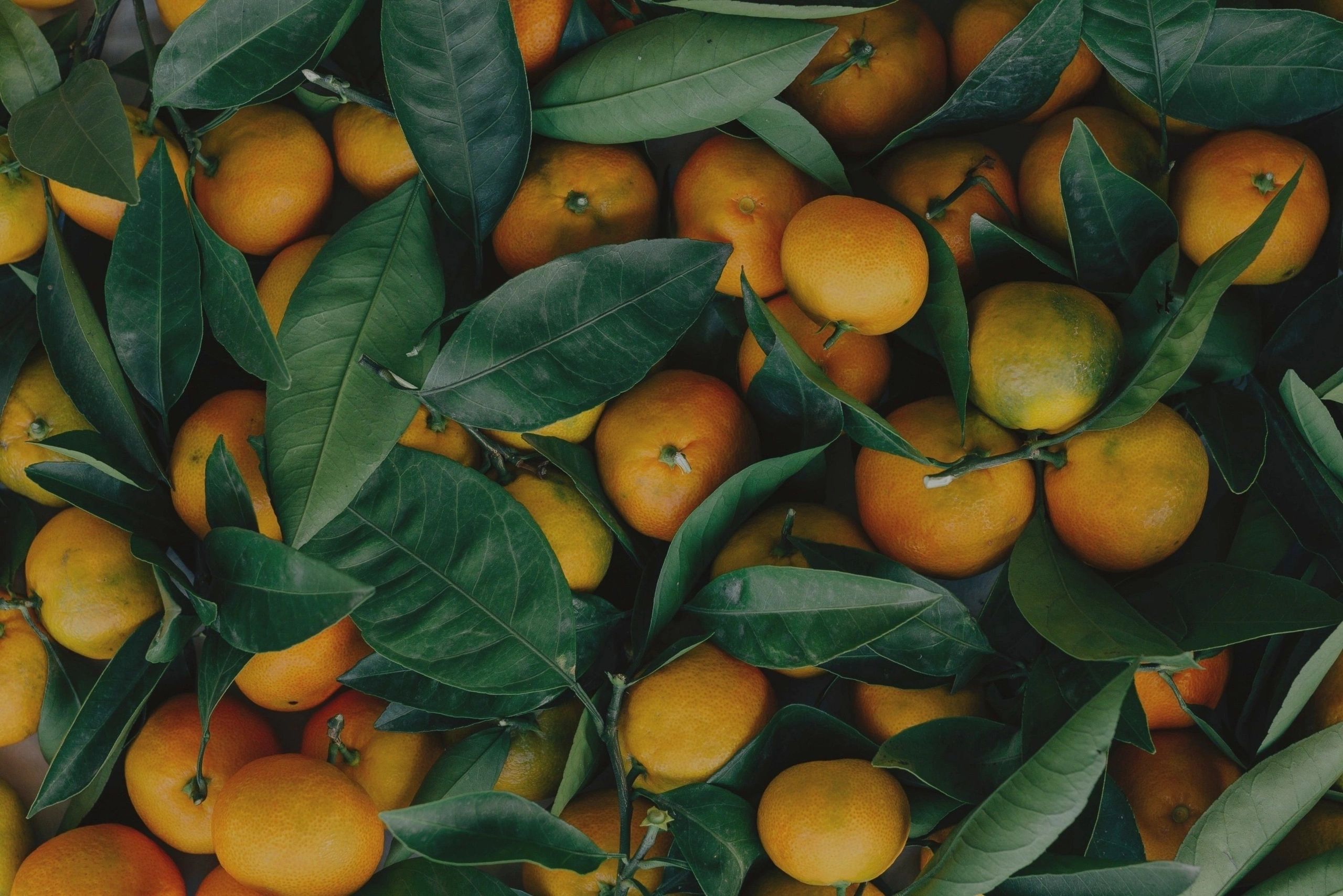 GA Fresh Pack (GFP) - Cold Storage, Repack Facility