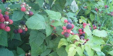 Morning Star Family Farm - Local Meat Eggs, Kombucha