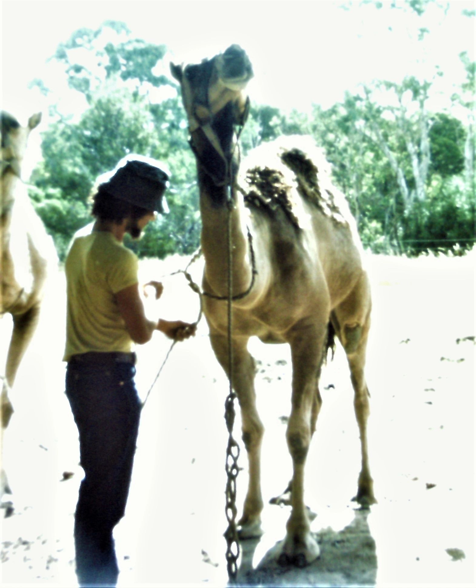 Beating Sun, 115 Degrees, & 4 Smelly Camels