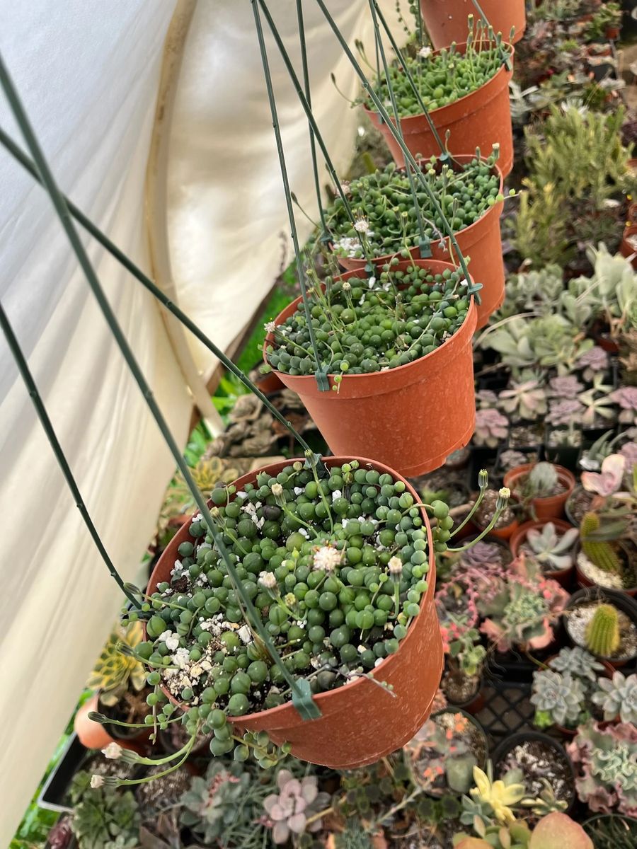 String of Pearls 6”