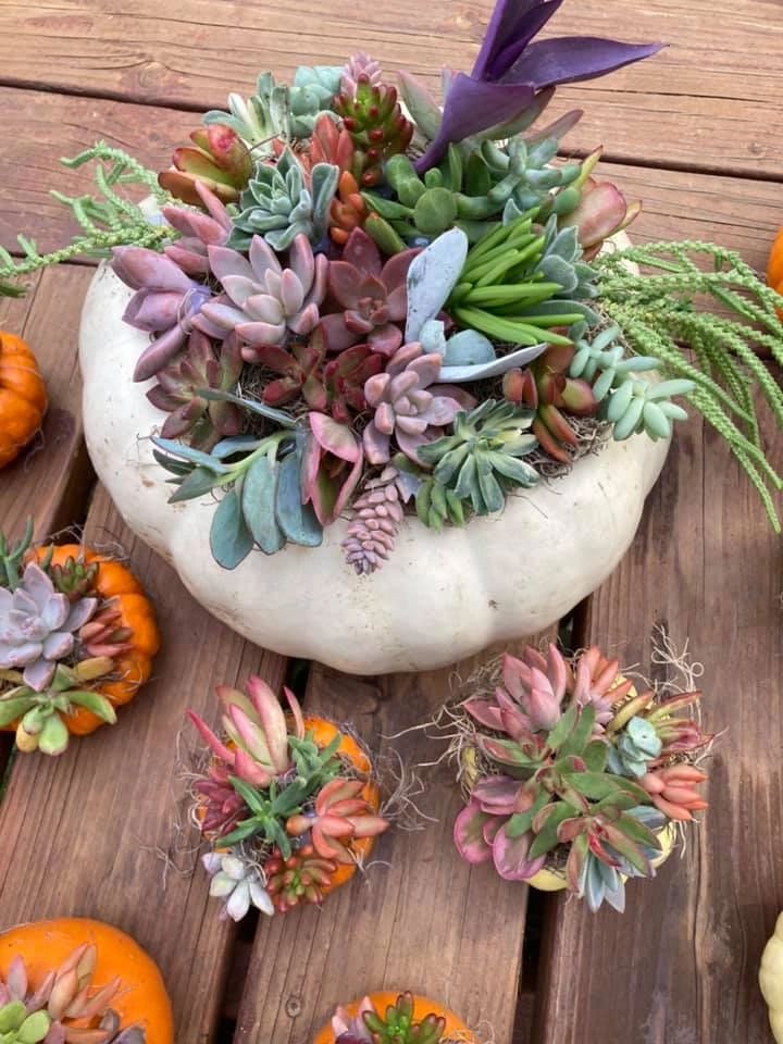 Large/Multiple Succulent Pumpkin Kit