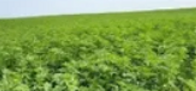 Buffalo Hemp Agri. Model | Native American Fiber Program