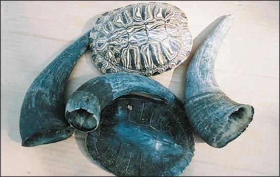 Buffalo Horn