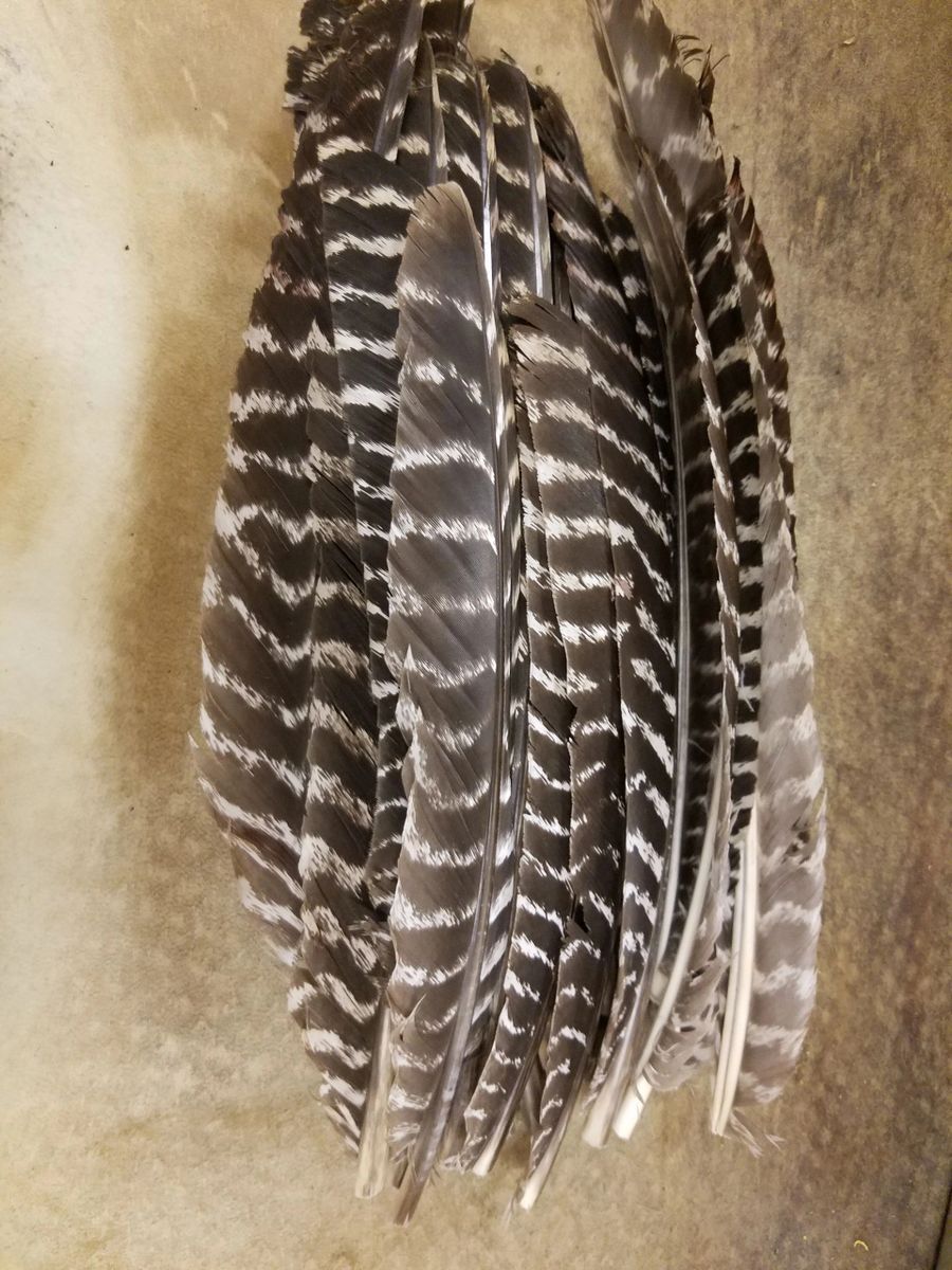 Pine Hollow Raw Natural Barred Primary Turkey Feathers - 1 Dozen