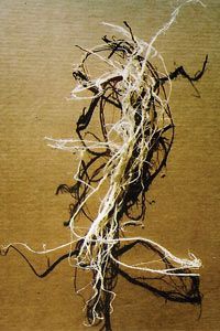 Processed Back Sinew