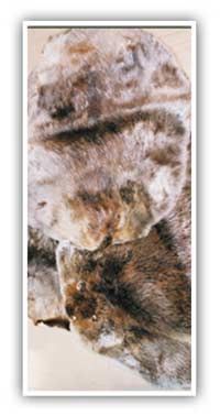 Tanned Beaver Fur