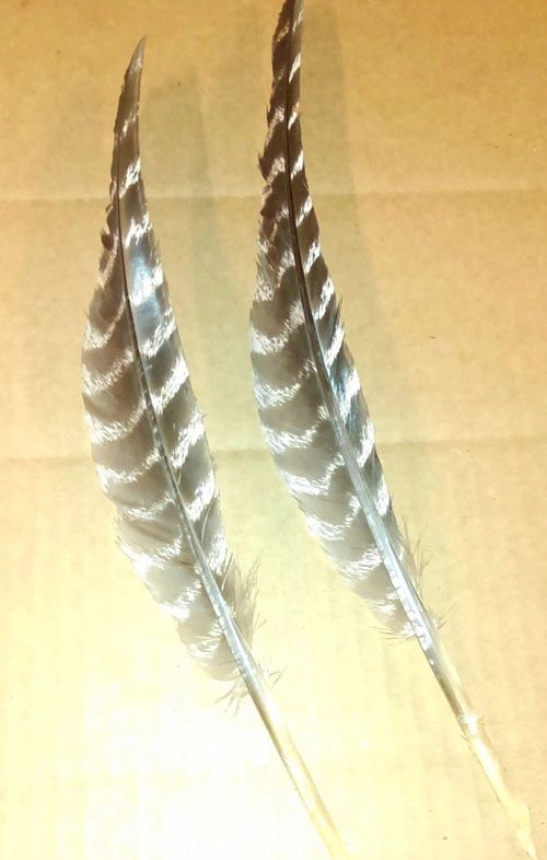 Wild Turkey Primary Wing Feathers (Full Quill)