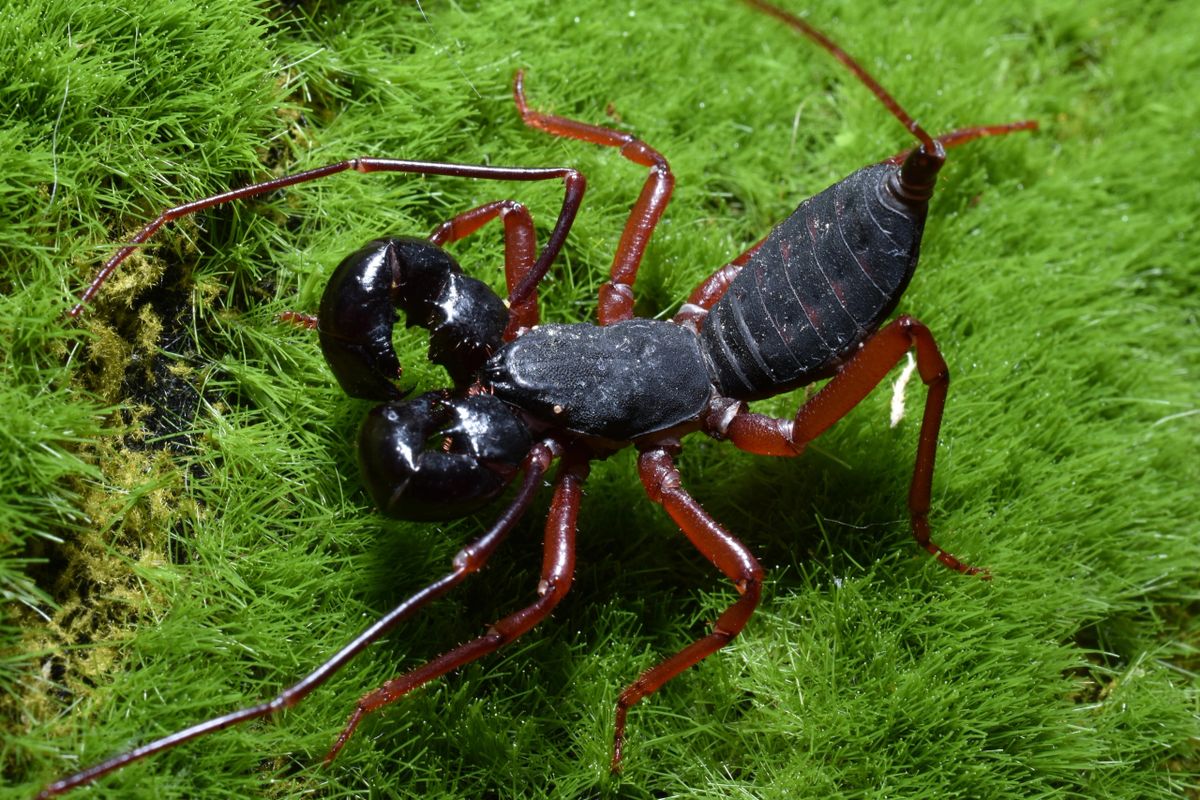 Thai Red Leg Vinegaroon