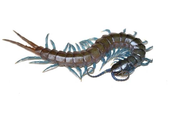 Nigerian Blue Leg Centipede