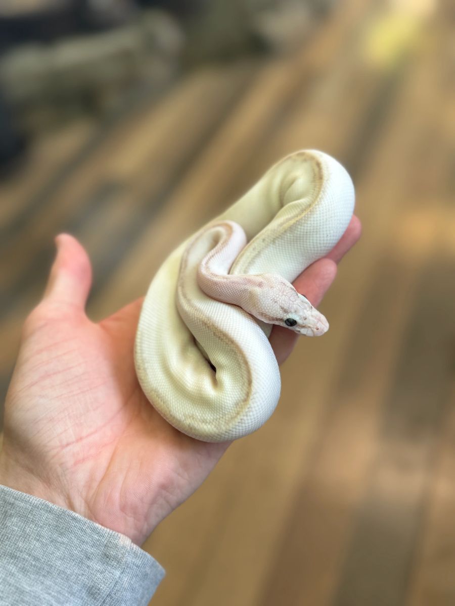 Pastel Ivory Ball Python