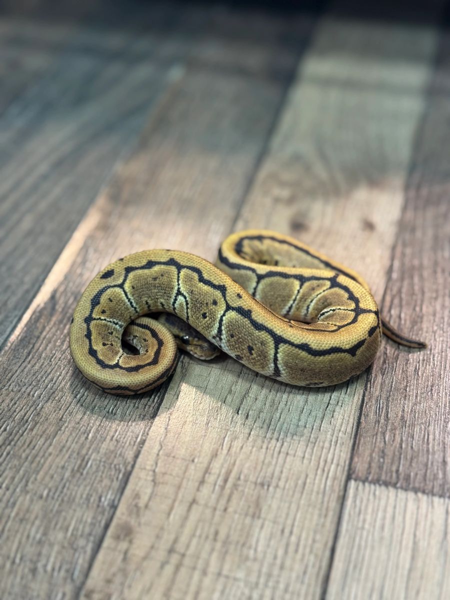 Ghost Pinstripe Ball Python