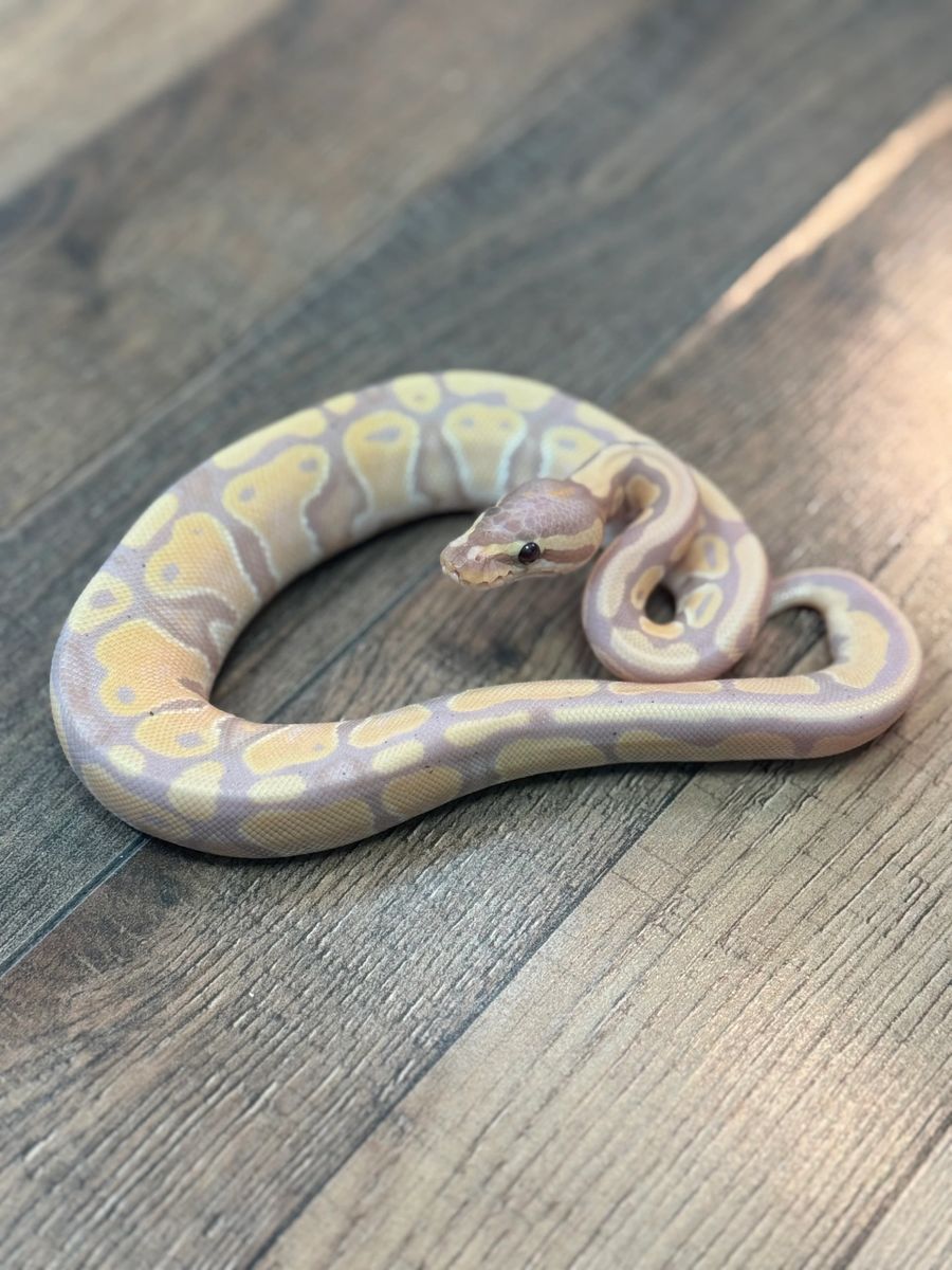 Banana Ball Python