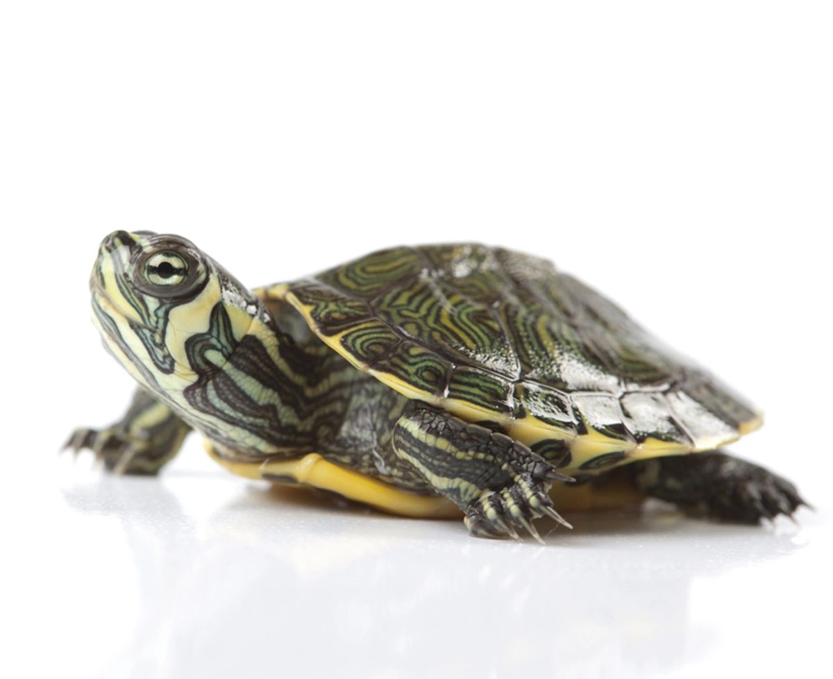 Yellow Bellied Slider (Hatchling)