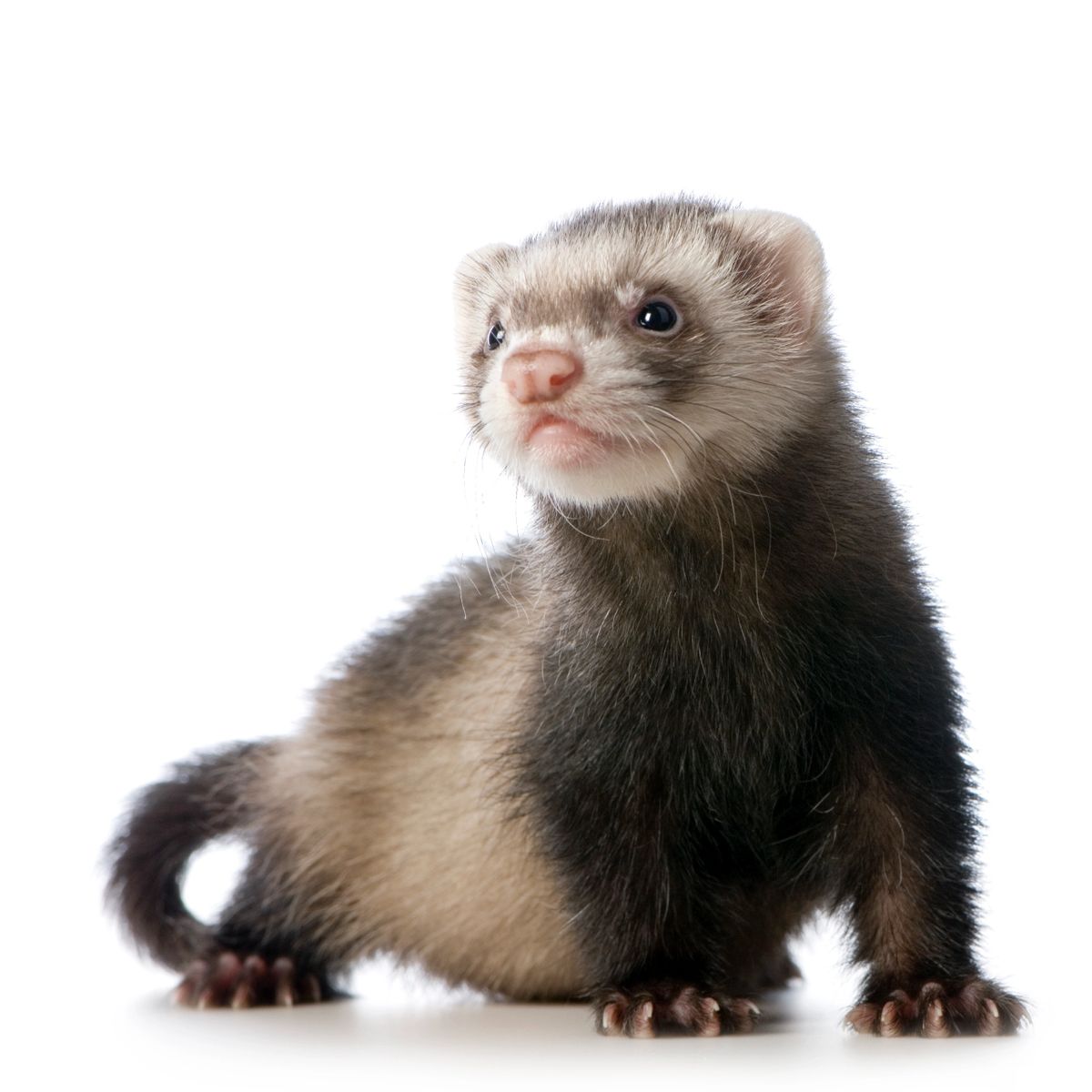 Marshall Ferret