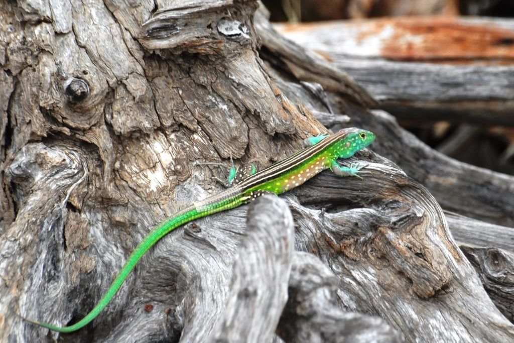 Whiptail Rainbow Lizard