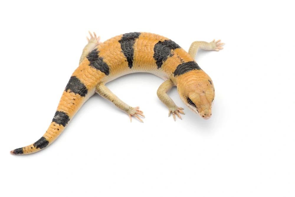 Peters Banded Skink