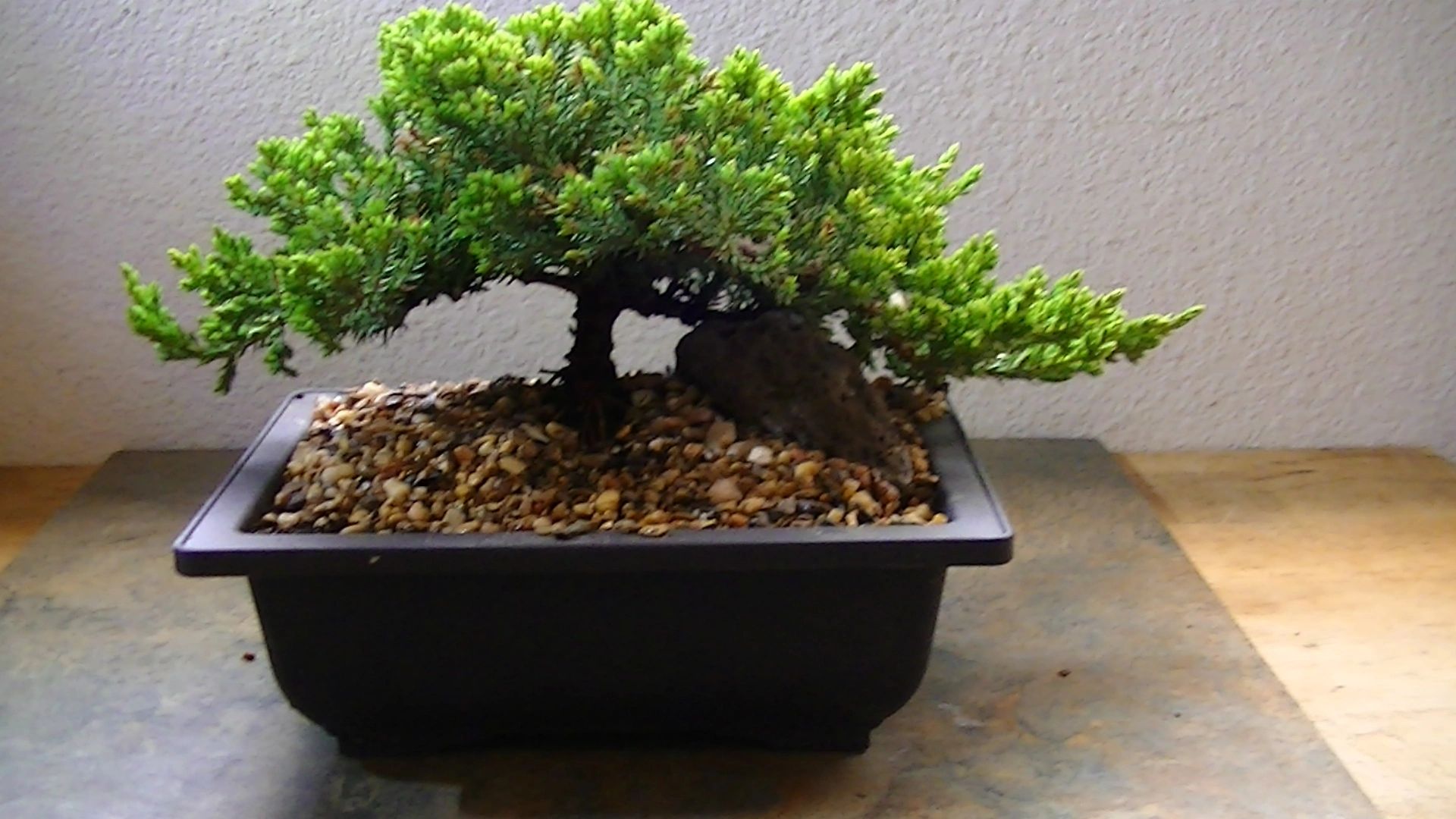 Bonsai Tre DIY Plant Bonsai Trees | Neon Entertainment