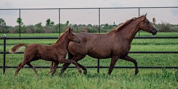 Secret Senzation | Paradigm Dressage