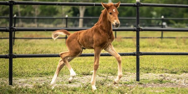 Secret Senzation | Paradigm Dressage