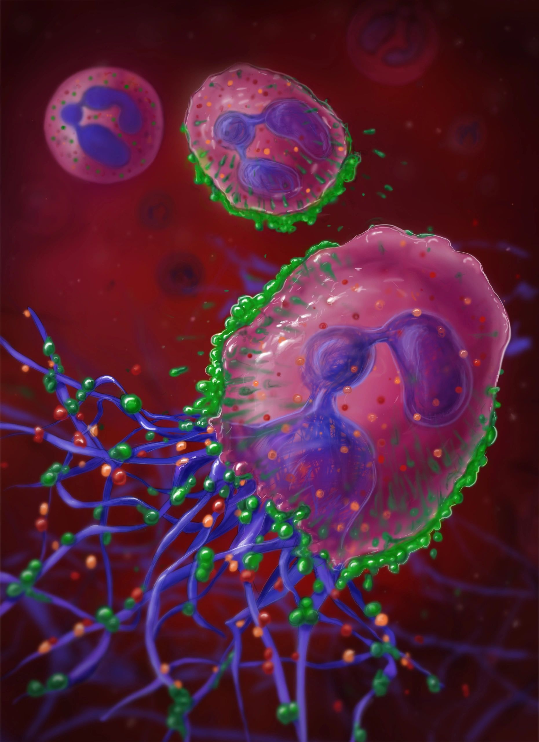 Biomedical Illustration | Erika Woodrum Art, ltd