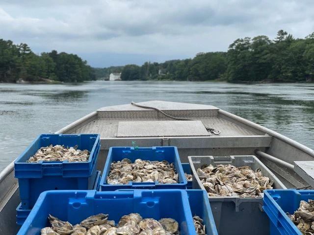 Oysters - Johns River Oyster, LLC