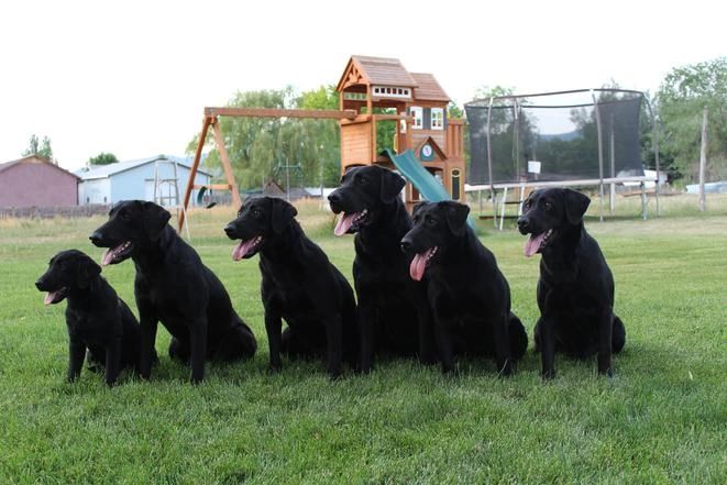 Palisades Labradors - Labradors for Sale | Palisades Labradors