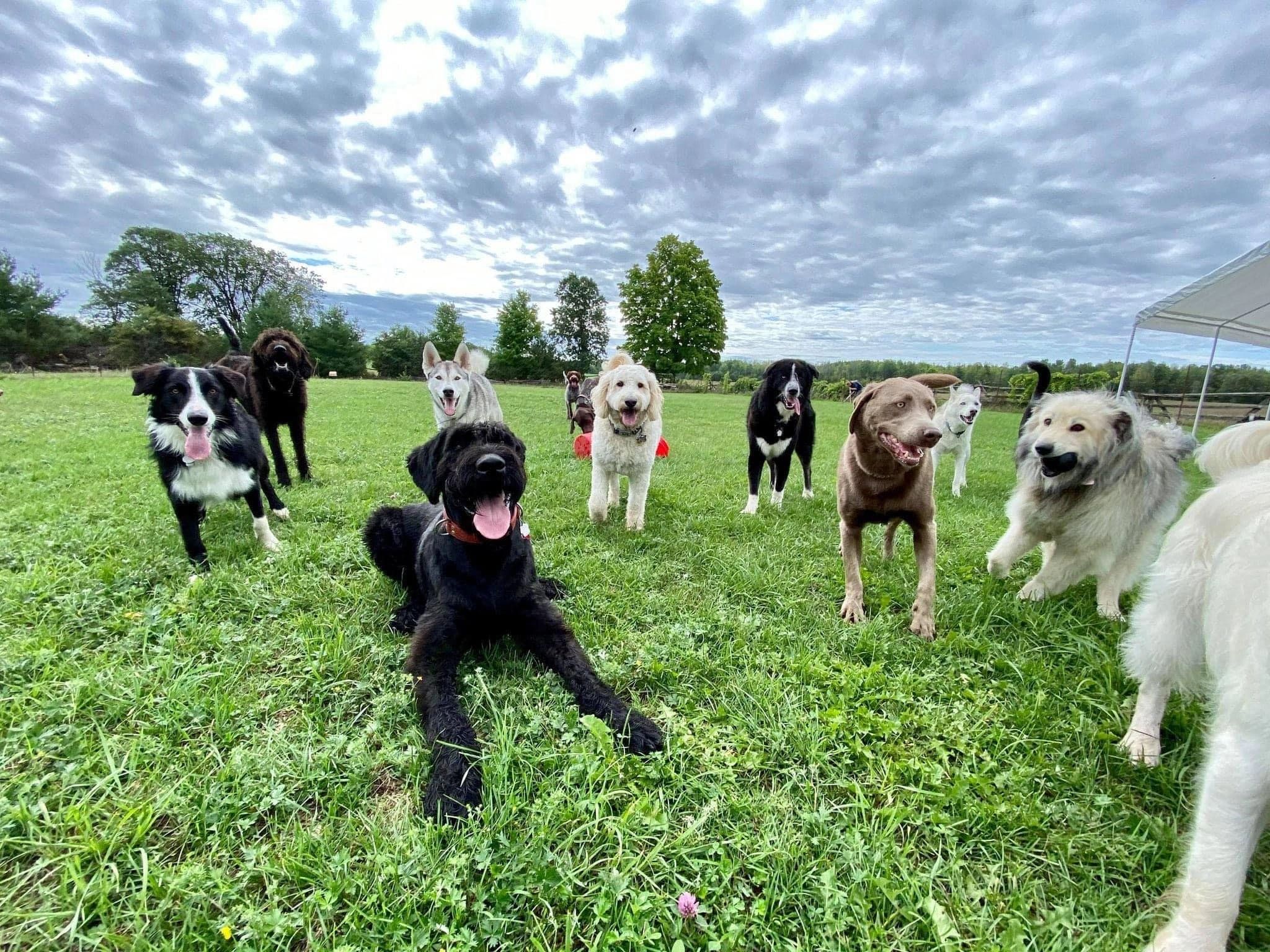 The Pups Place - Happy Paws at Pup Patrol!