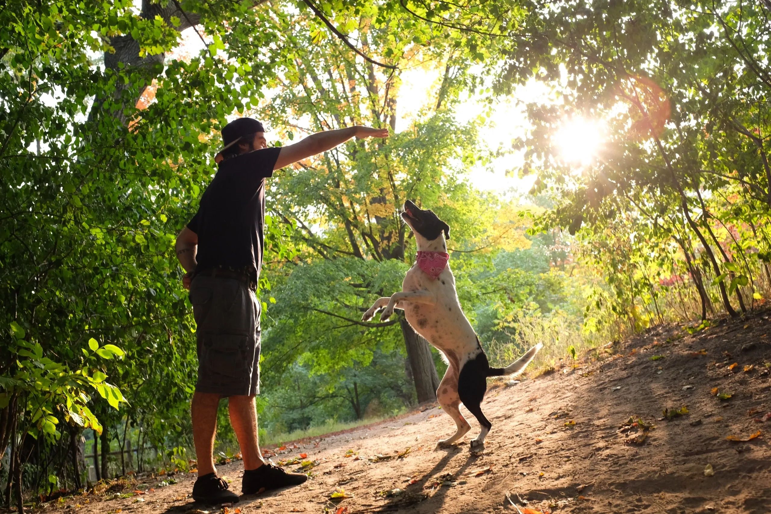 Professional Dog Trainer - Private Dog Training Services