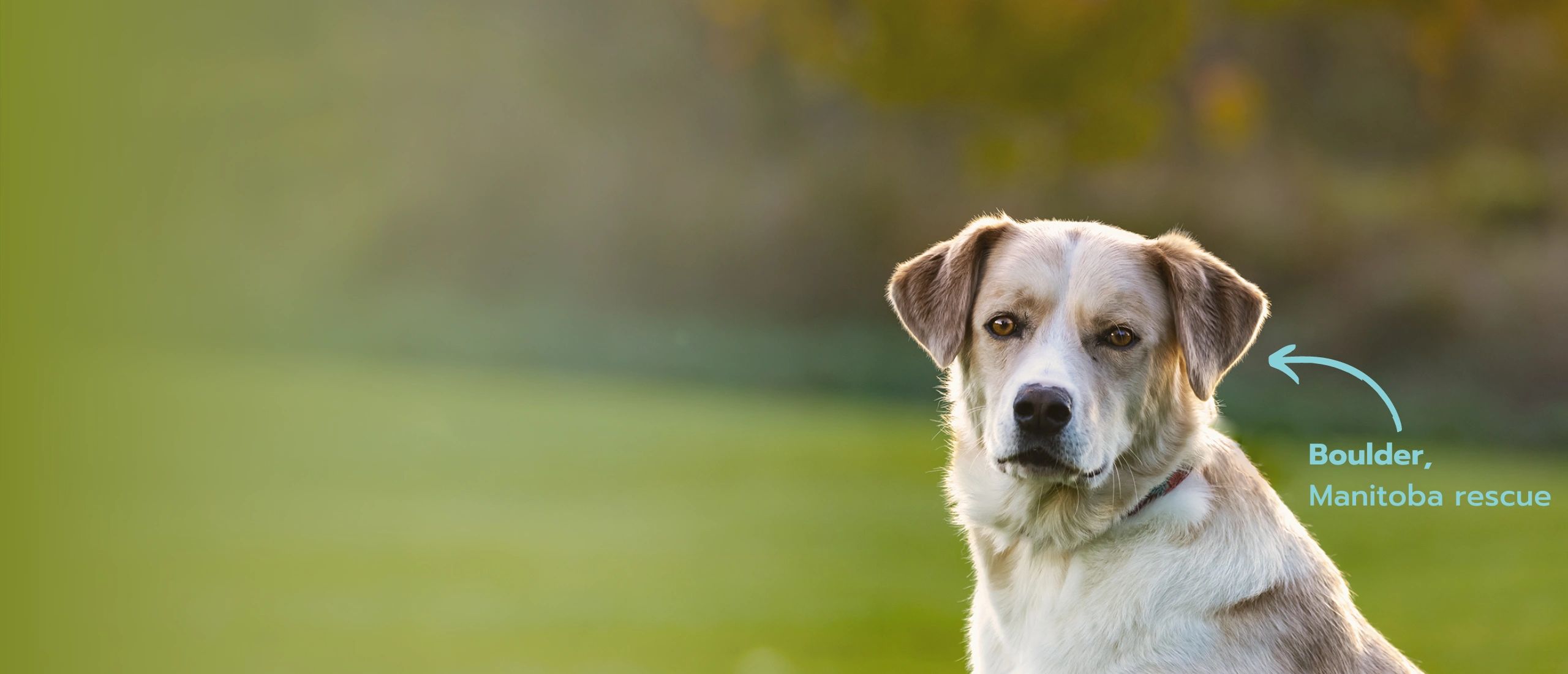 Paws Across The Water - Dog Rescue, Dogs, Dogs for Adoption