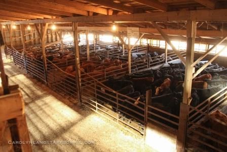 Market Reports - Denfield Livestock Exchange