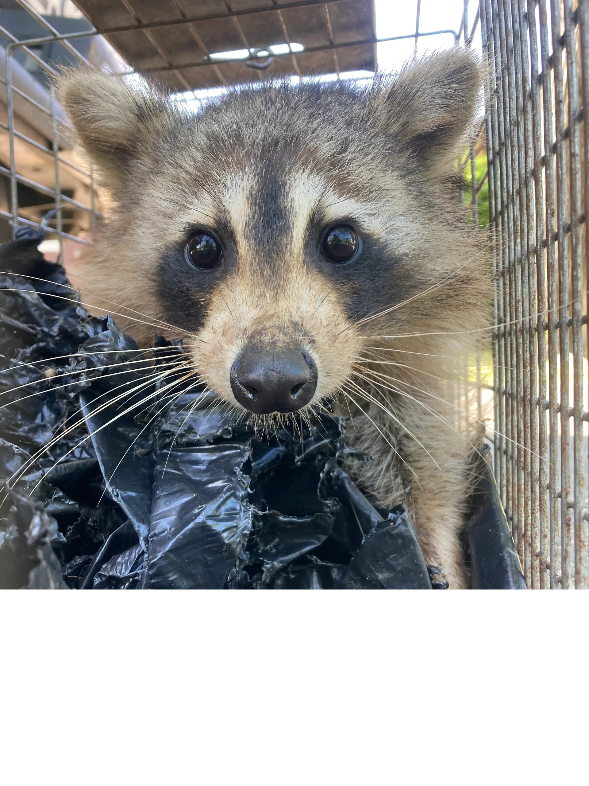 Randy and Bill's Wildlife Control