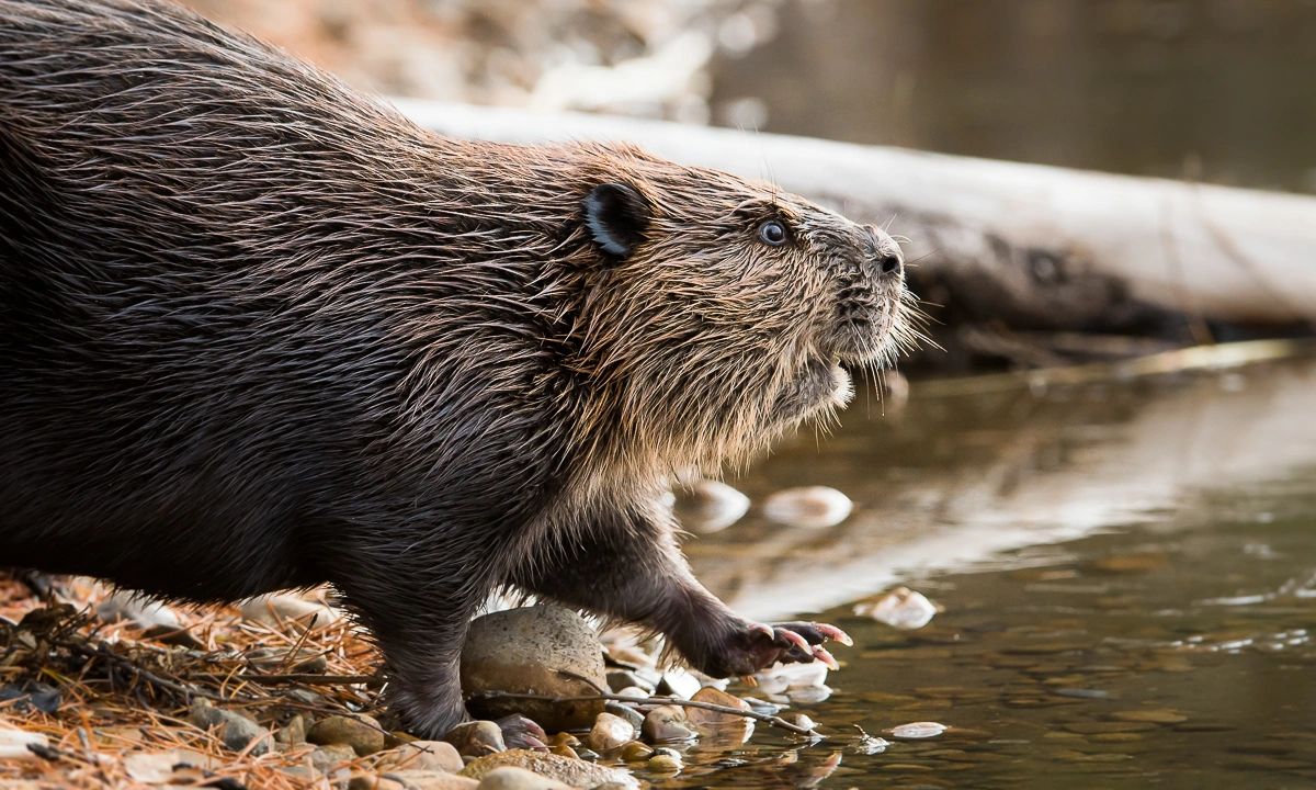 Britain’s Busy Beavers: The UK’s Newest Ecosystem Engineers.