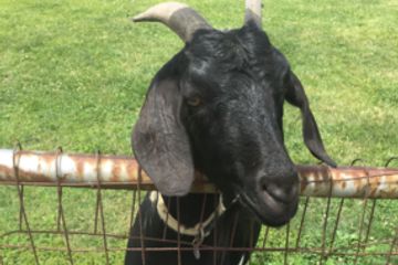 Animals | Rochambeau Farm