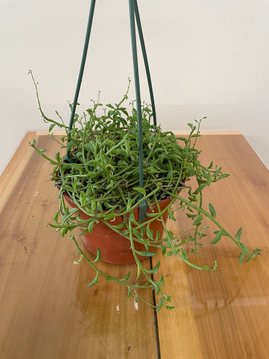 Hanging String of Dolphins Succulent