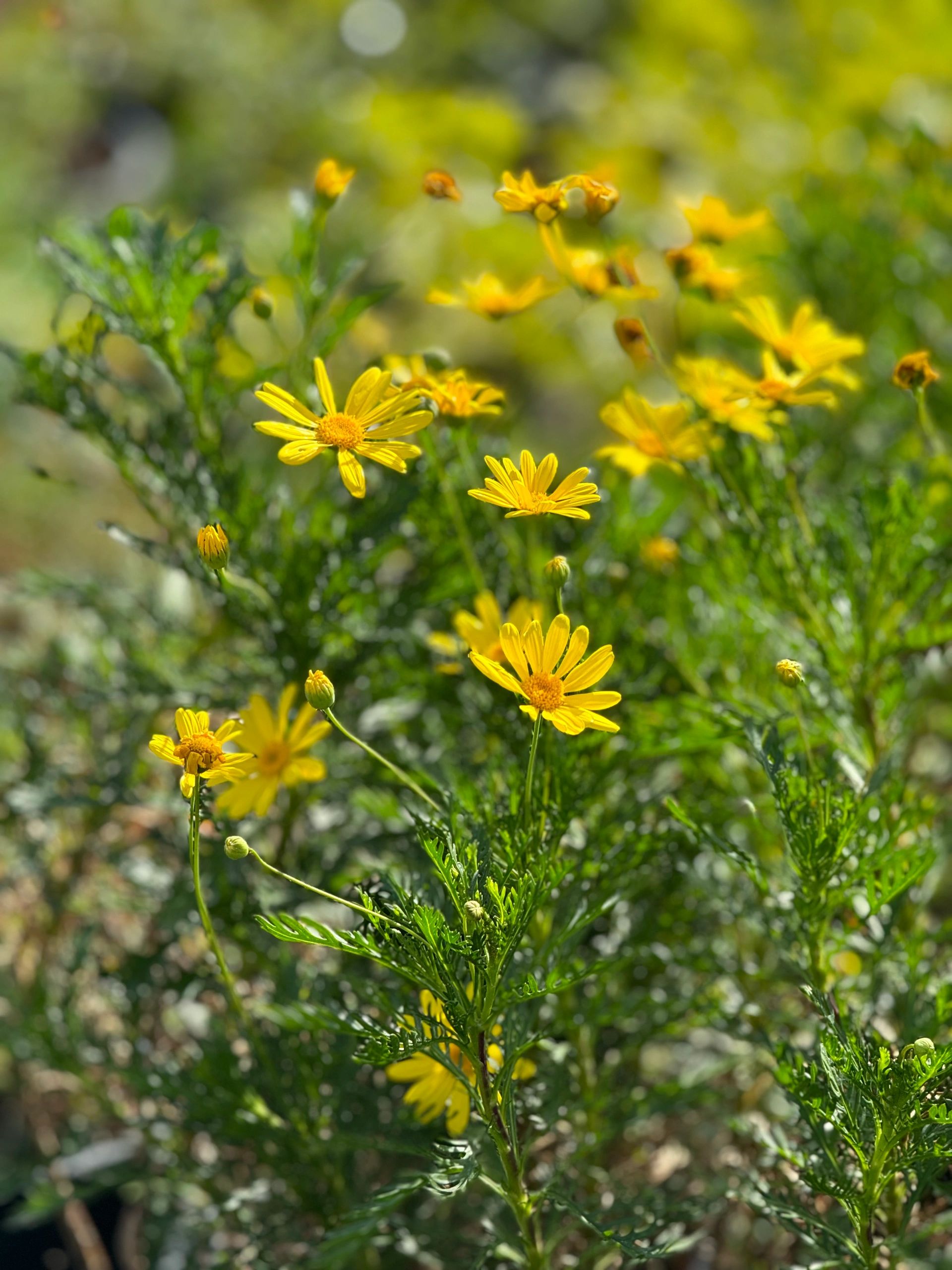 Gallery | Magana Growers Nursery