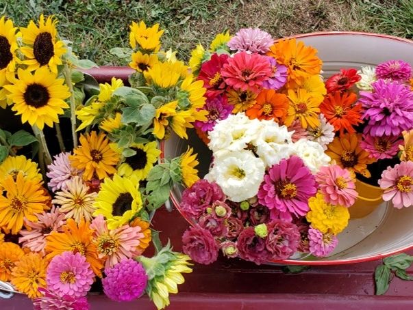 Country Family Farms