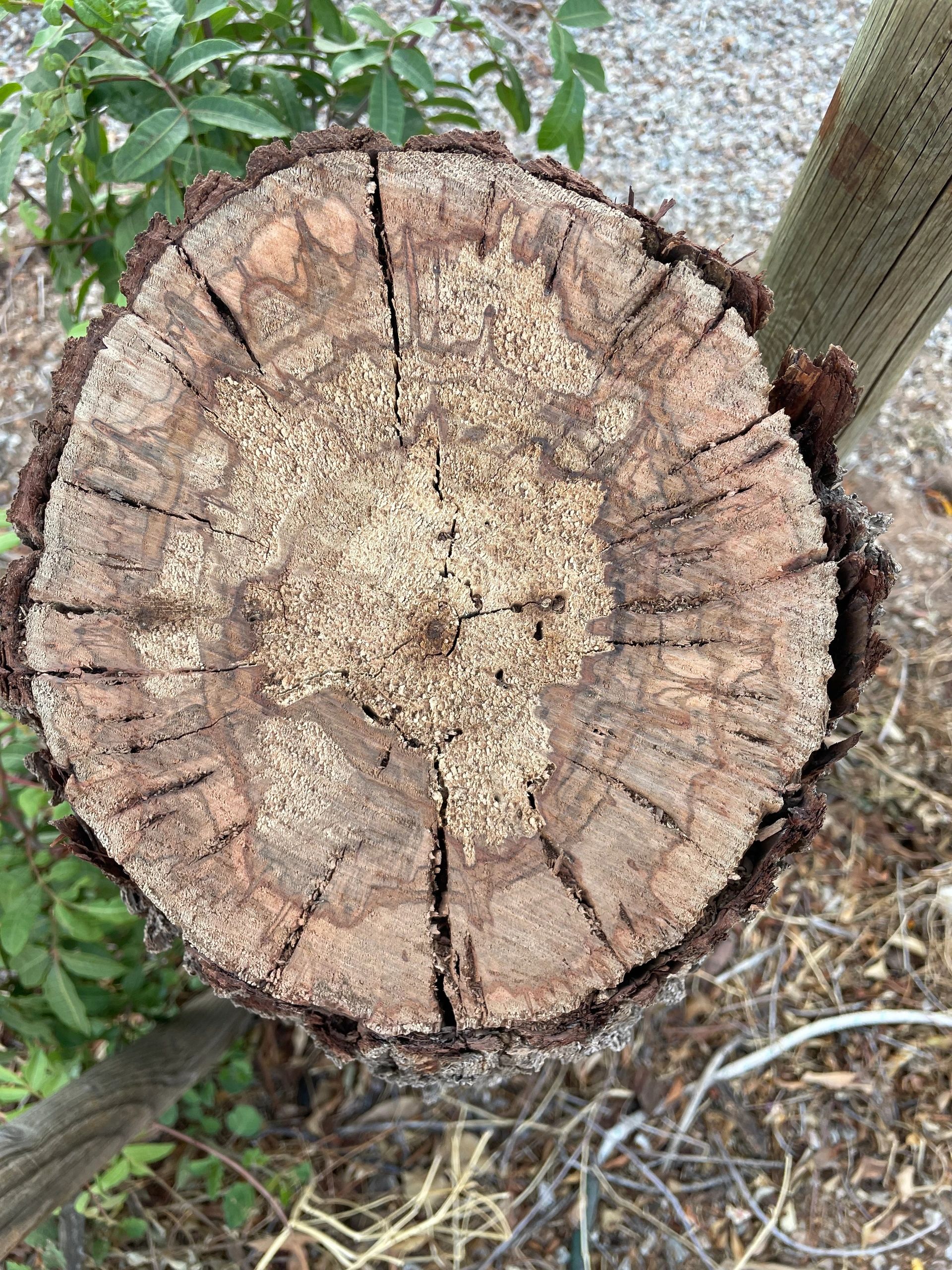 Trees. Top Ten. Tenacity.