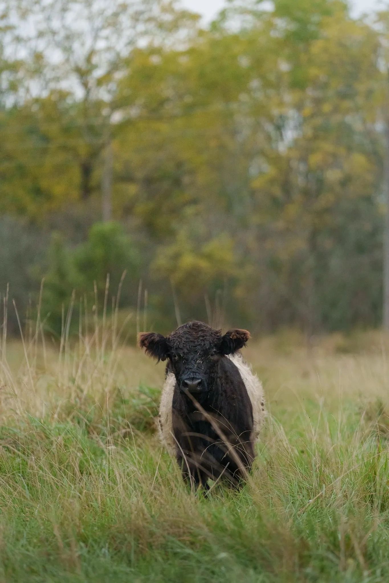 Purebred Belted Galloway Cattle at 2 Bridges Farm