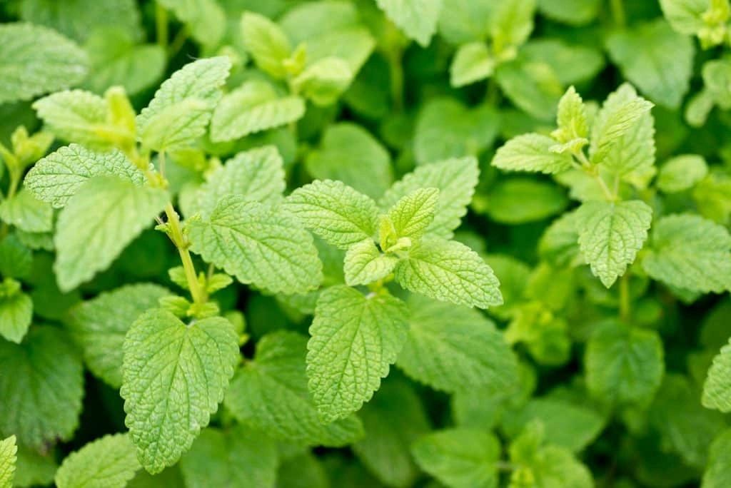 Mountain Balm